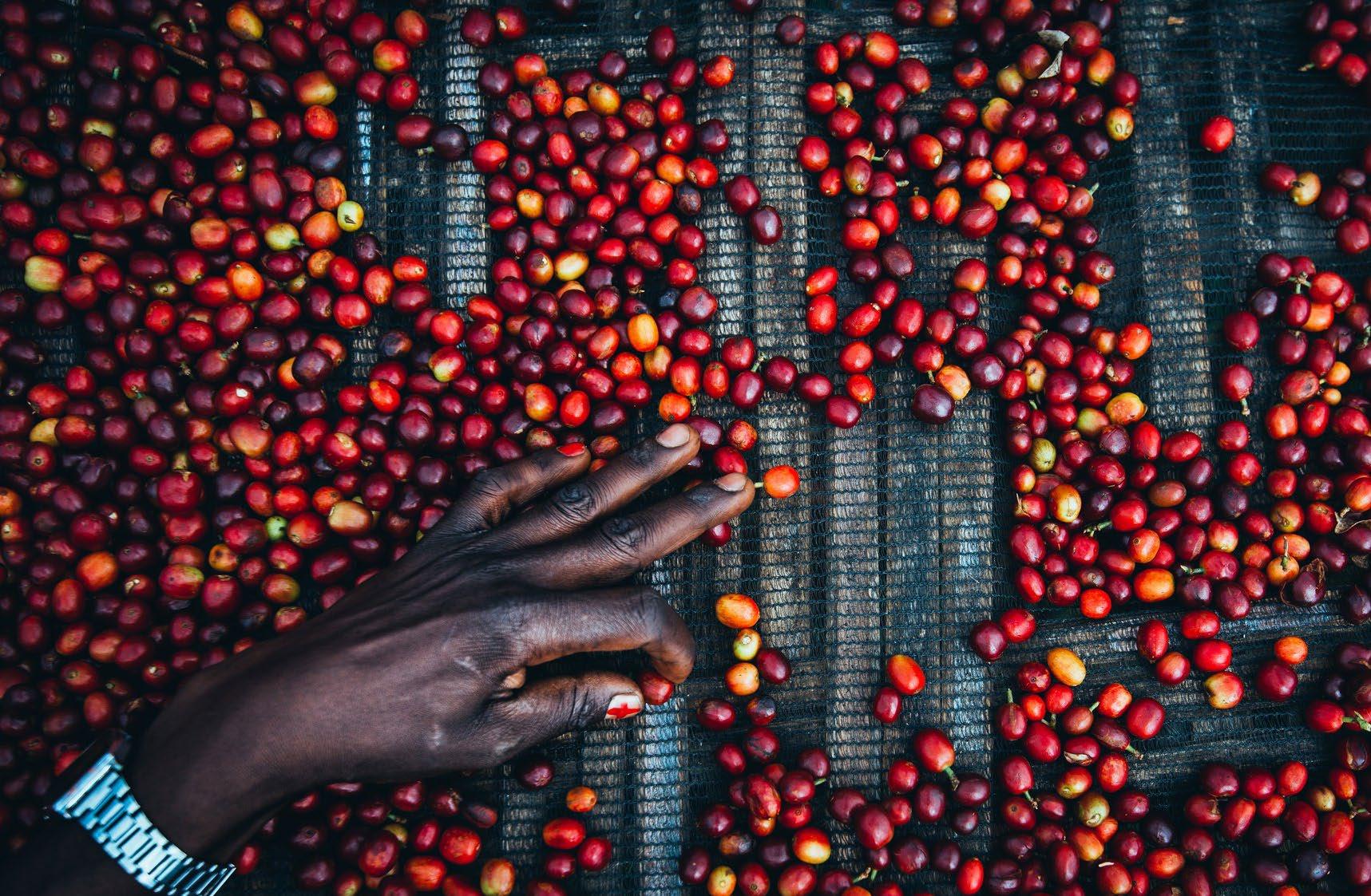 Olam Specialty Coffee Grow Conversion Rates by 250%